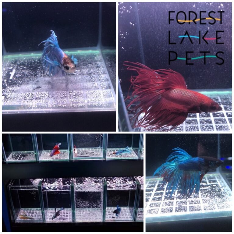 About – Forest Lake Pets