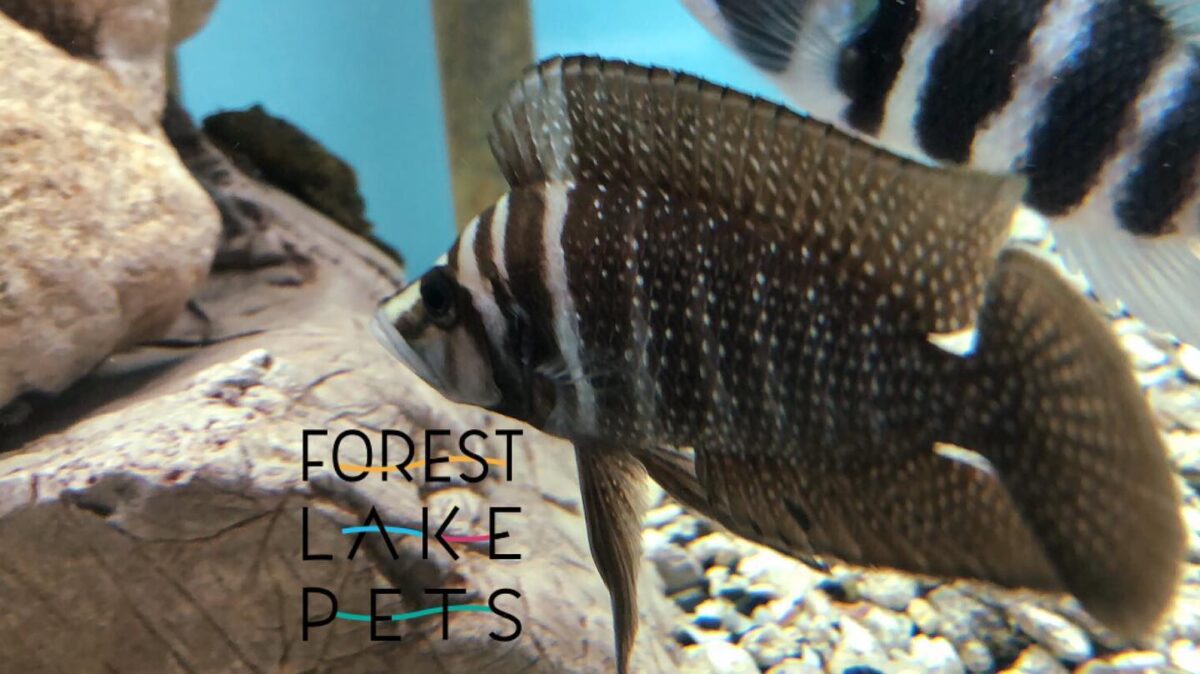 About – Forest Lake Pets