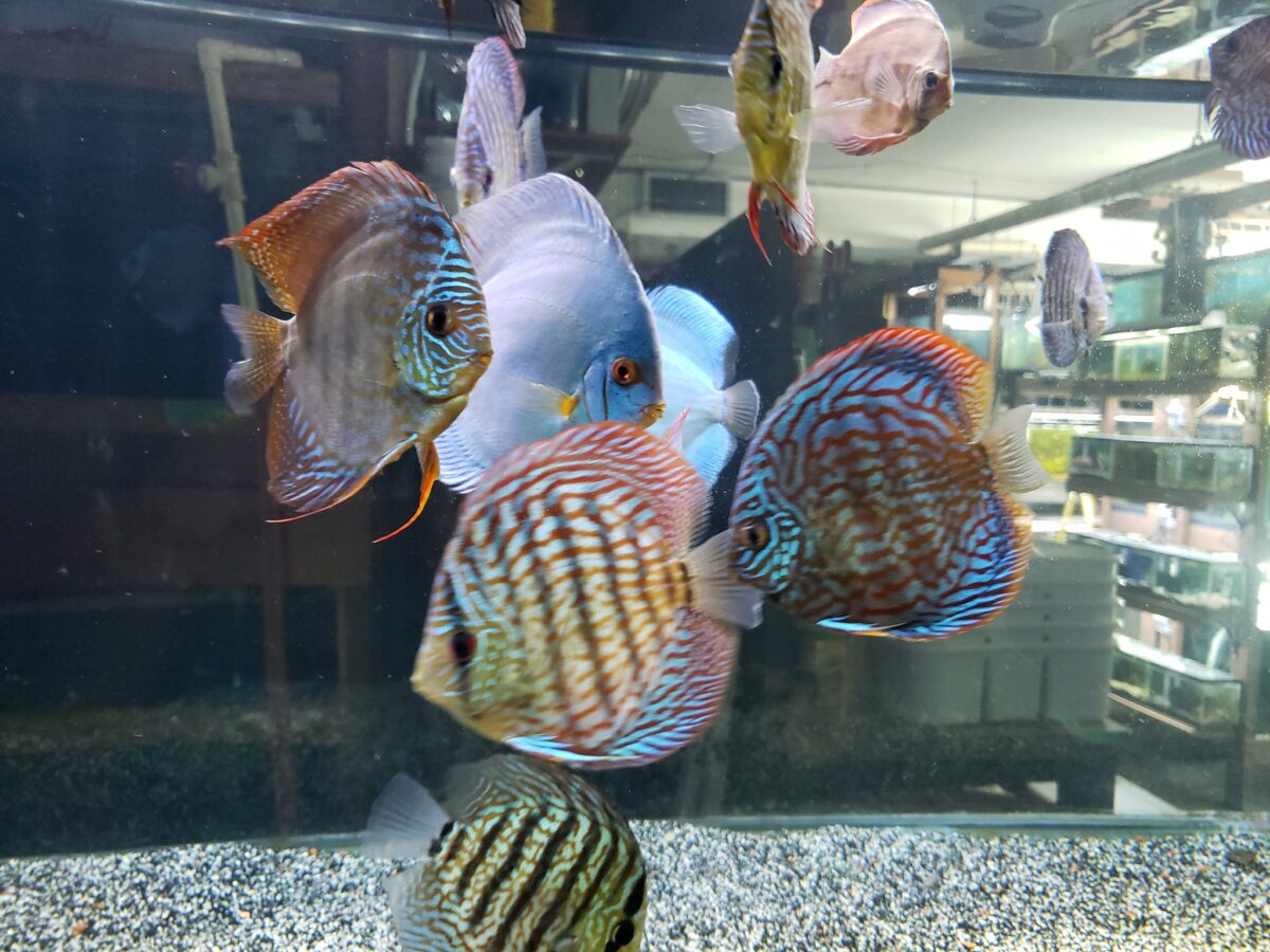 About – Forest Lake Pets