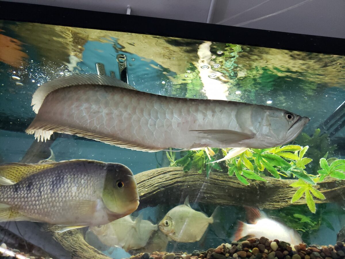 About – Forest Lake Pets