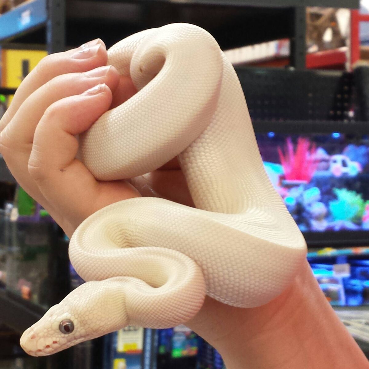 About – Forest Lake Pets