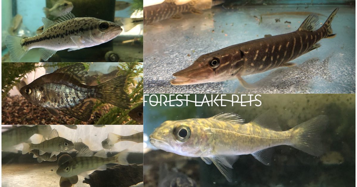 Forest Lake Pets