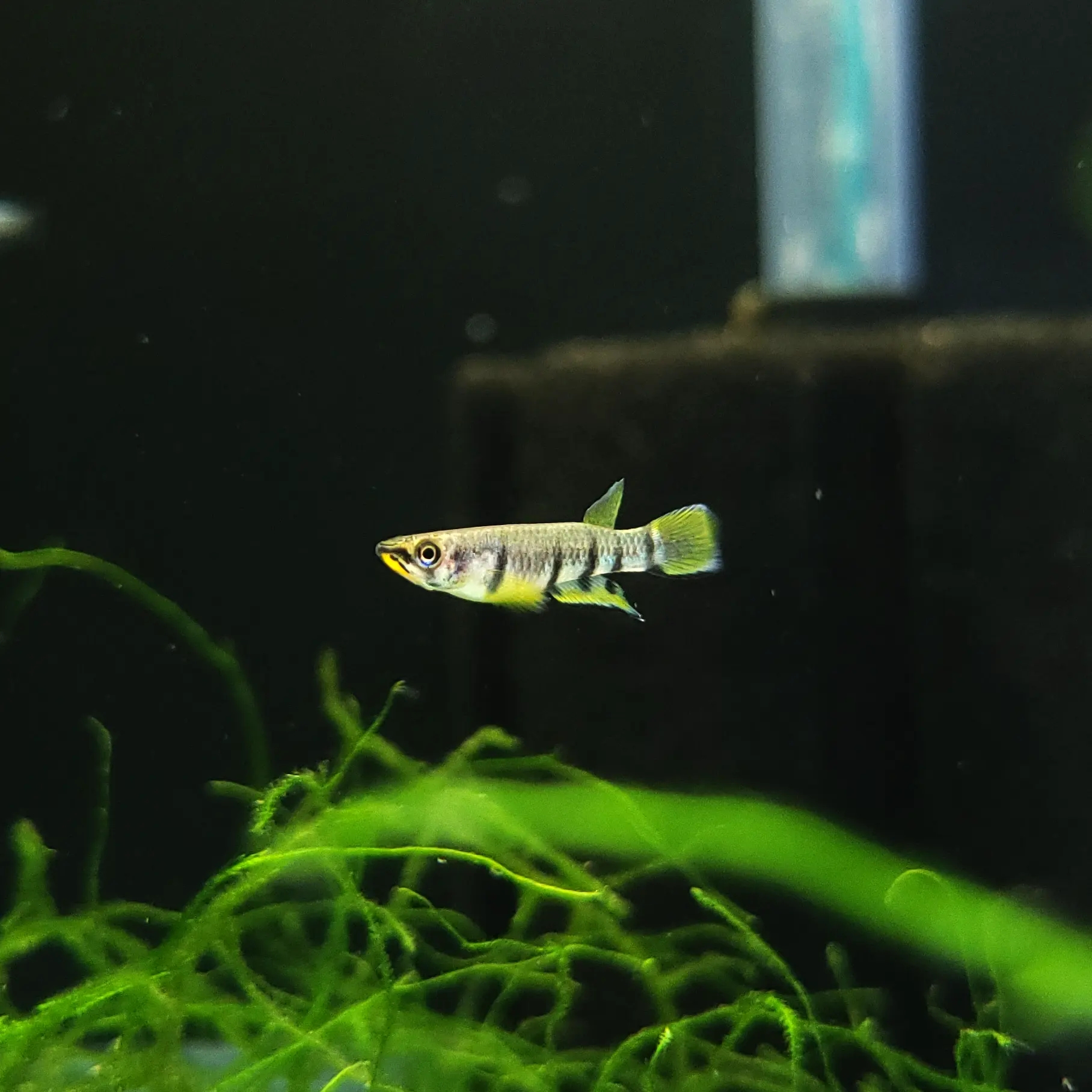 Forest Lake Pets – Minnesota’s Place for Tropical Fish