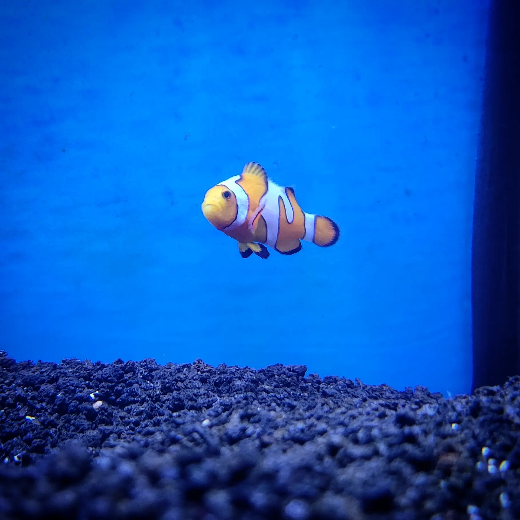 Forest Lake Pets – Minnesota’s Place for Tropical Fish