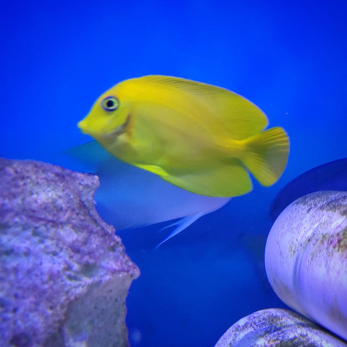 Forest Lake Pets – Minnesota’s Place for Tropical Fish