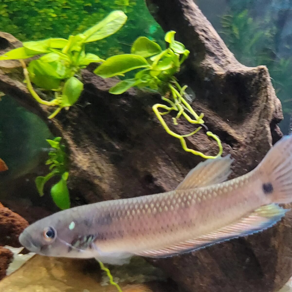 Forest Lake Pets – Minnesota’s Place for Tropical Fish