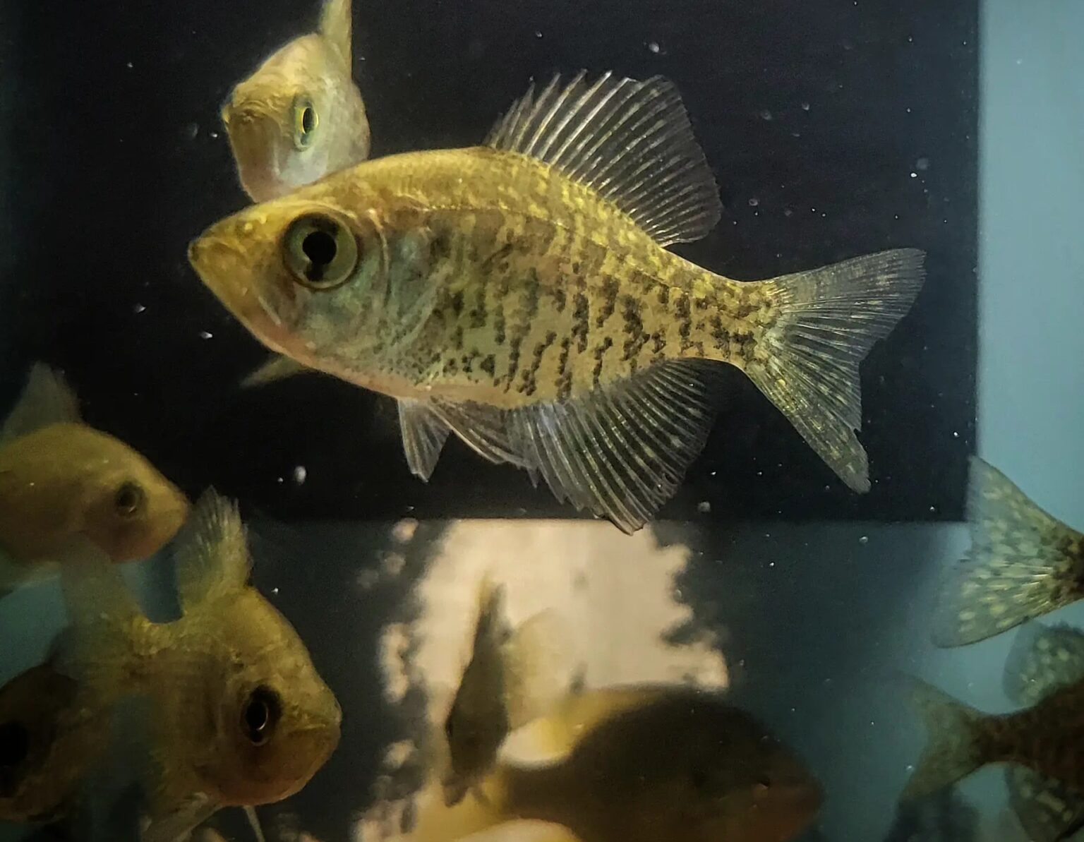 Forest Lake Pets – Minnesota’s Place for Tropical Fish