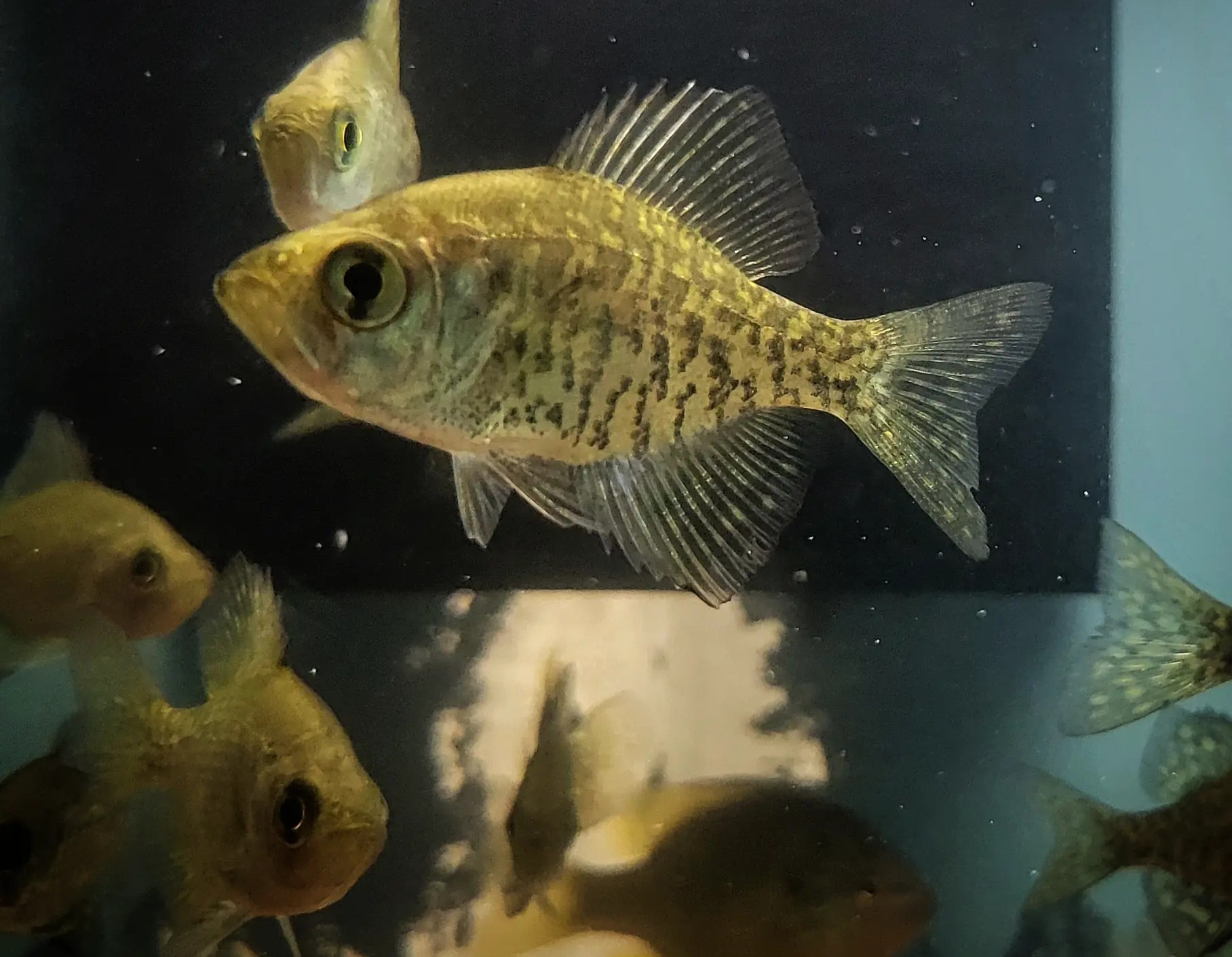 Forest Lake Pets – Minnesota’s Place for Tropical Fish