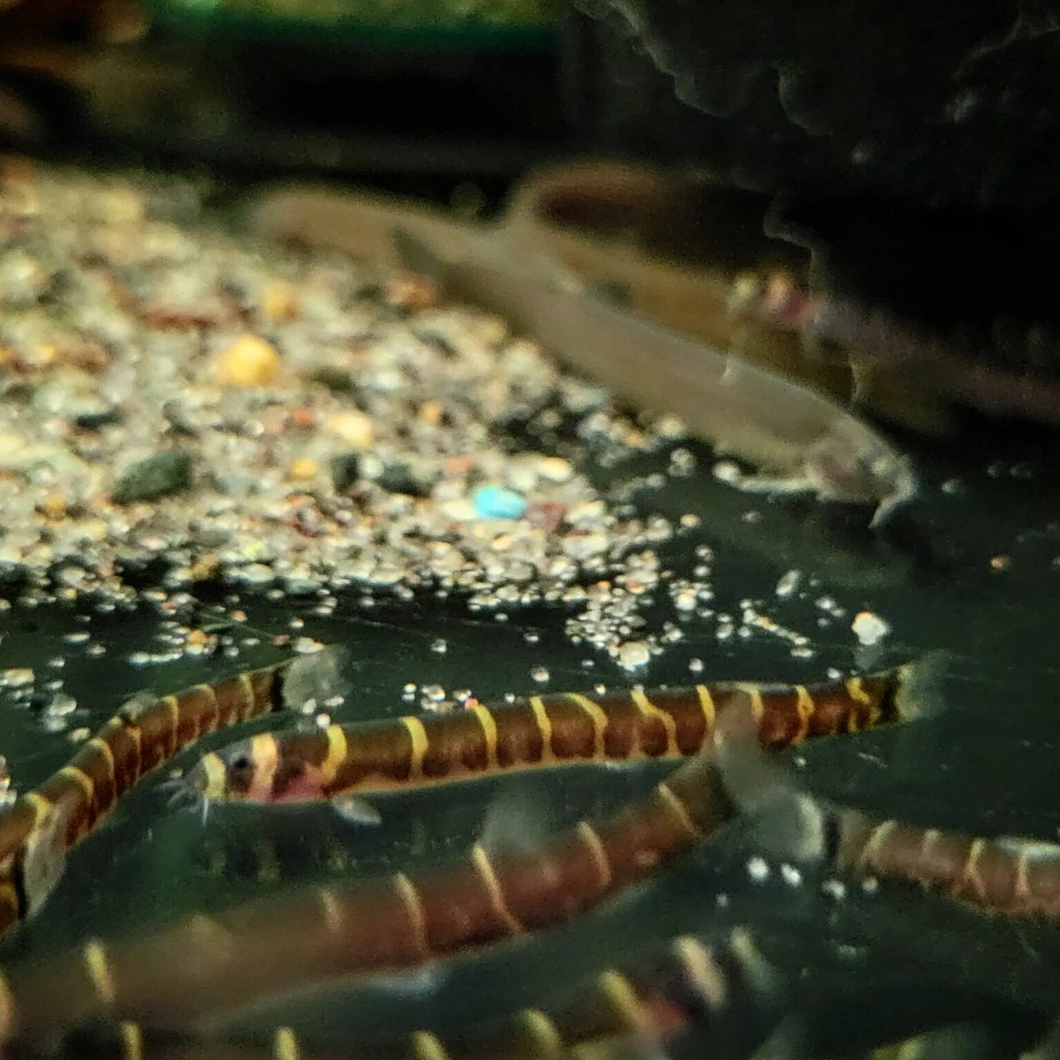 Forest Lake Pets – Minnesota’s Place for Tropical Fish
