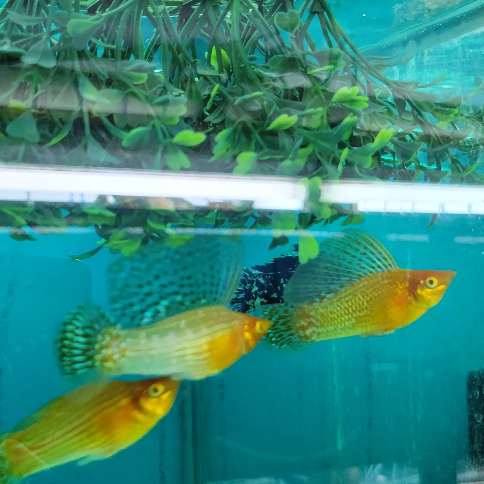 Forest Lake Pets – Minnesota’s Place for Tropical Fish