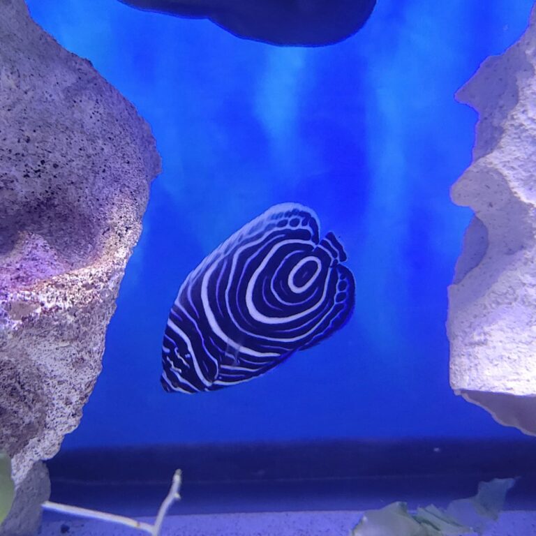 Forest Lake Pets – Minnesota’s Place for Tropical Fish