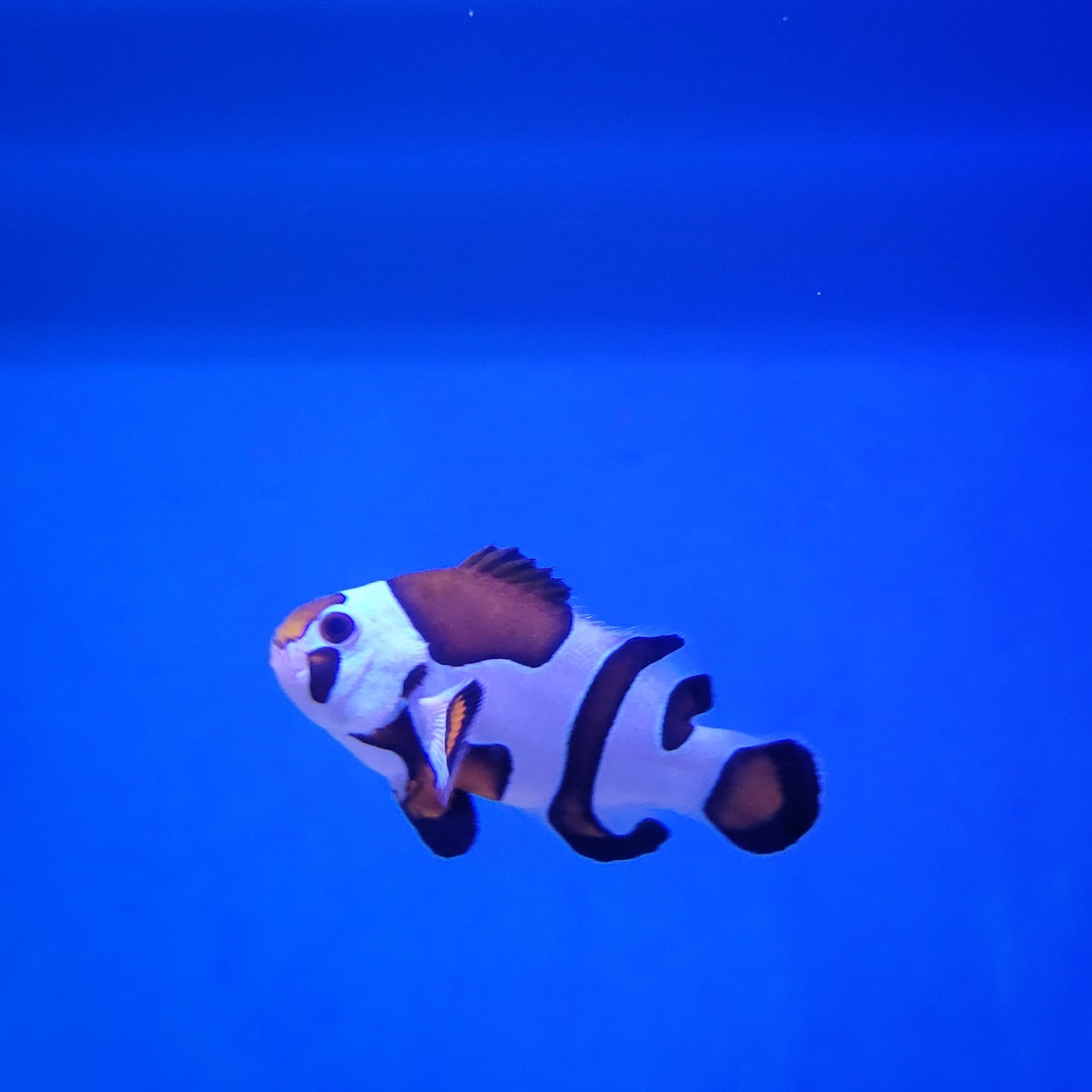 Forest Lake Pets – Minnesota’s Place for Tropical Fish