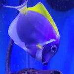 Forest Lake Pets – Minnesota’s Place for Tropical Fish