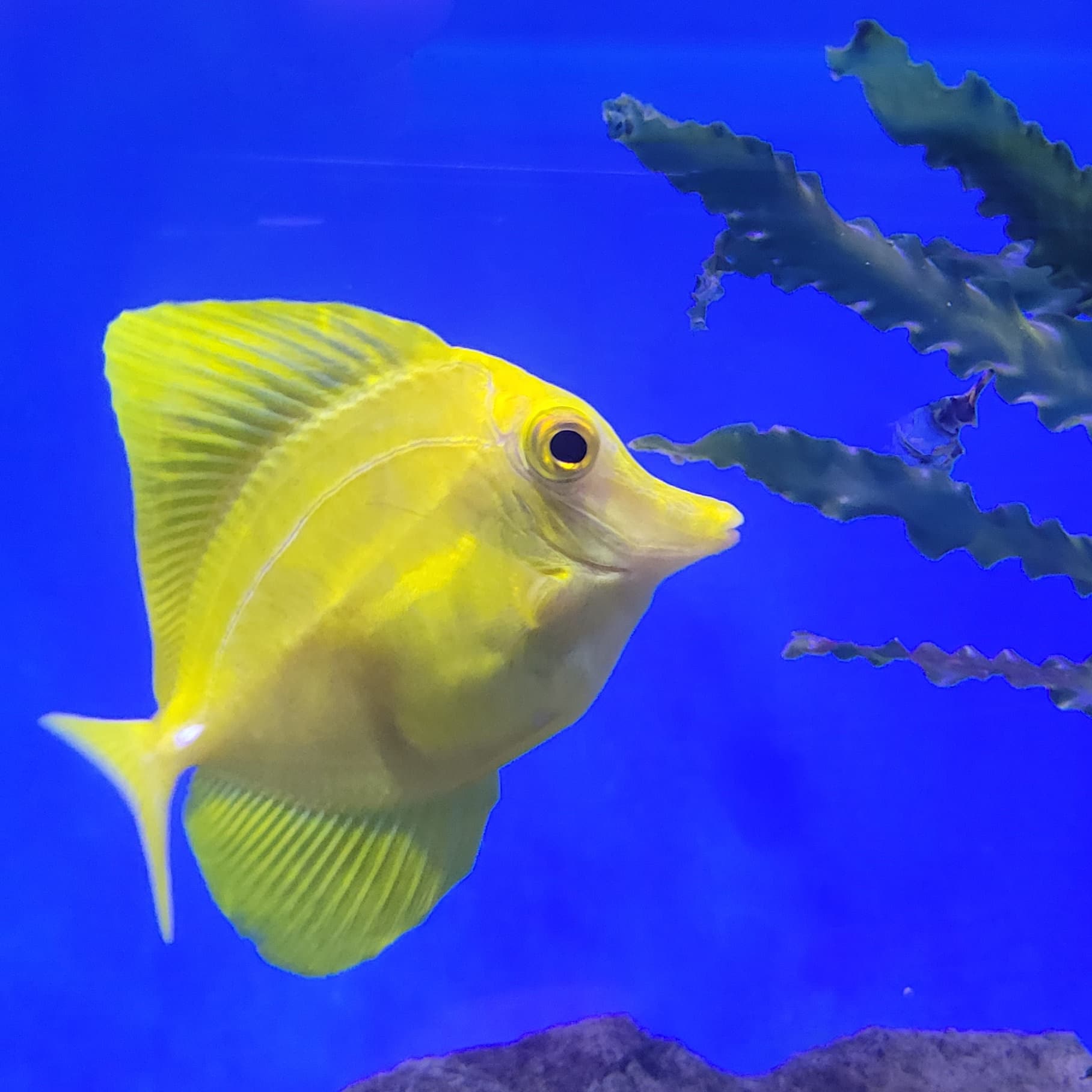 Forest Lake Pets – Minnesota’s Place for Tropical Fish