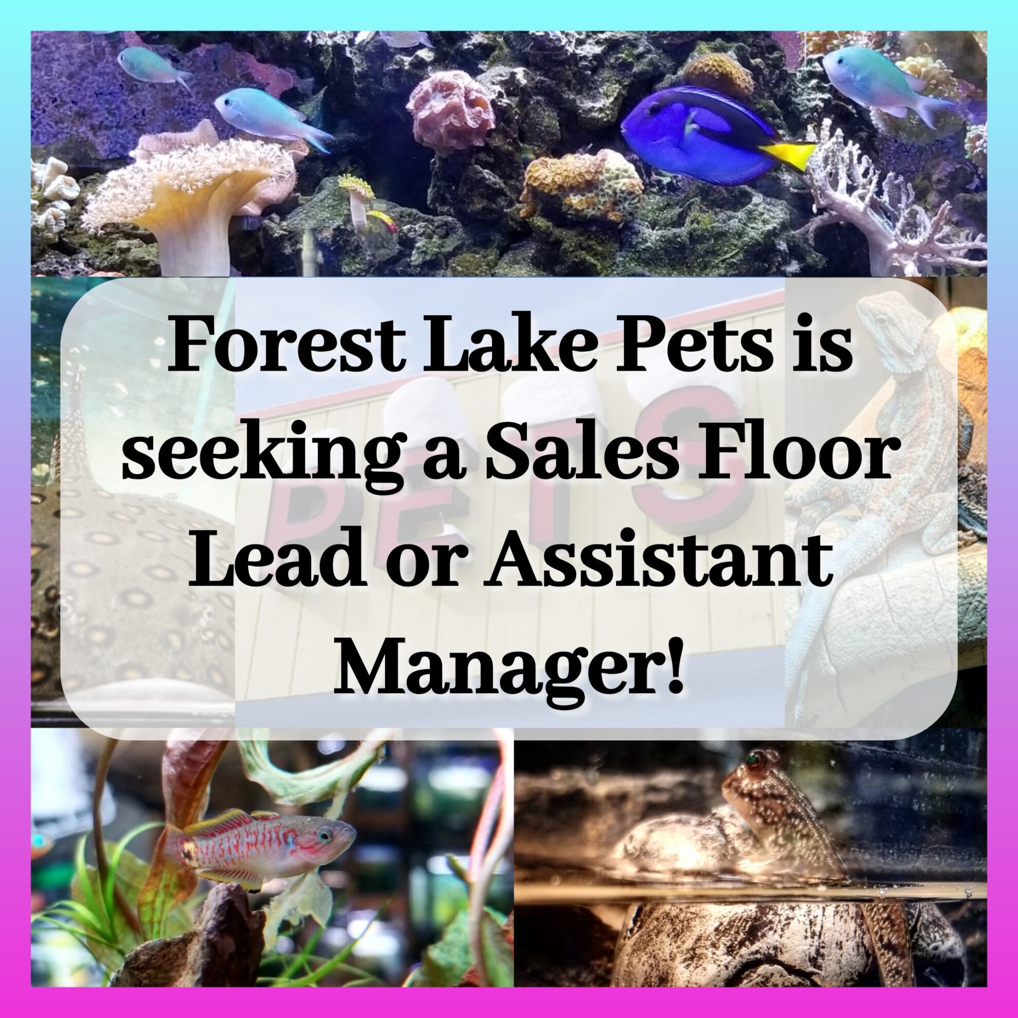 Forest Lake Pets – Minnesota’s Place for Tropical Fish