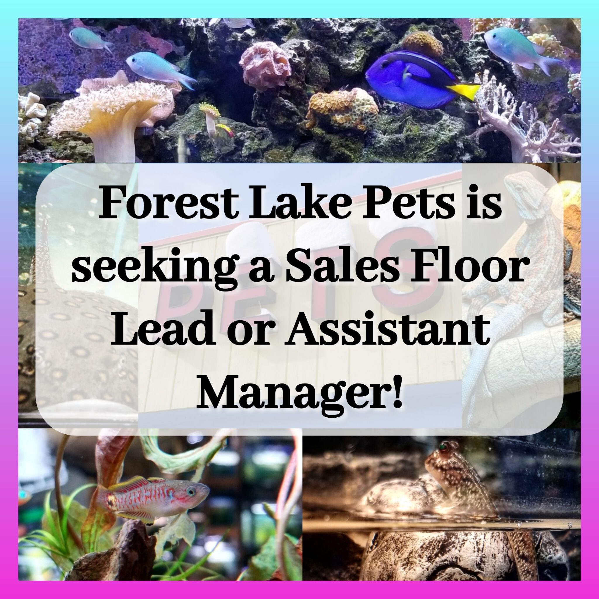 Forest Lake Pets – Minnesota’s Place for Tropical Fish