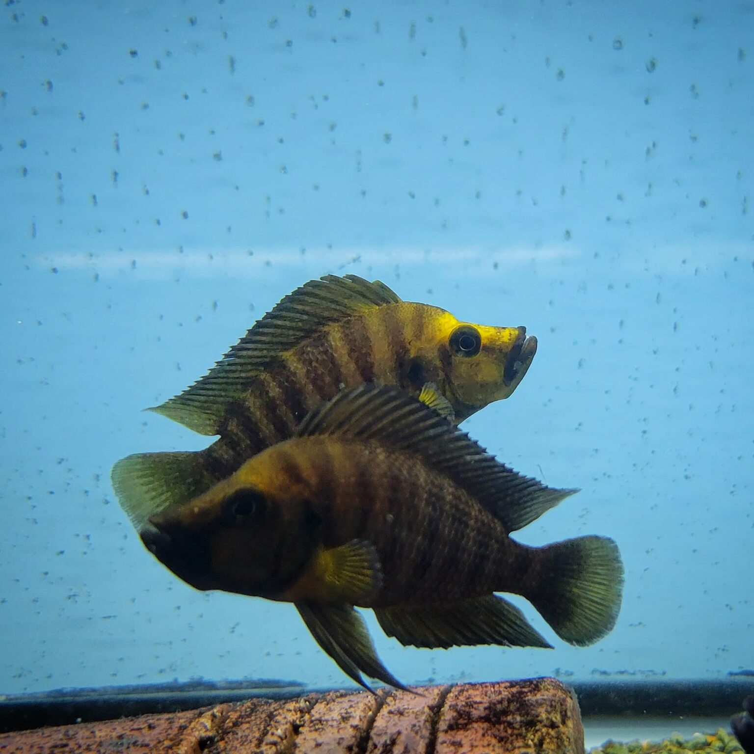 Forest Lake Pets – Minnesota’s Place for Tropical Fish