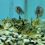 Forest Lake Pets – Minnesota’s Place for Tropical Fish