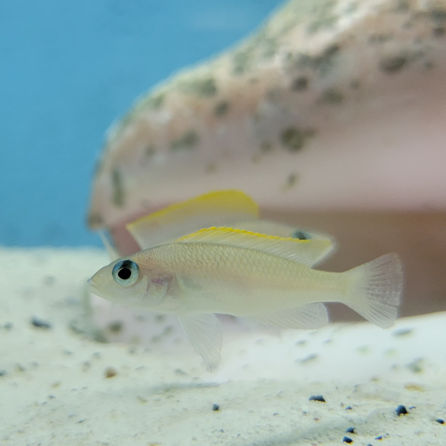 Forest Lake Pets – Minnesota’s Place for Tropical Fish