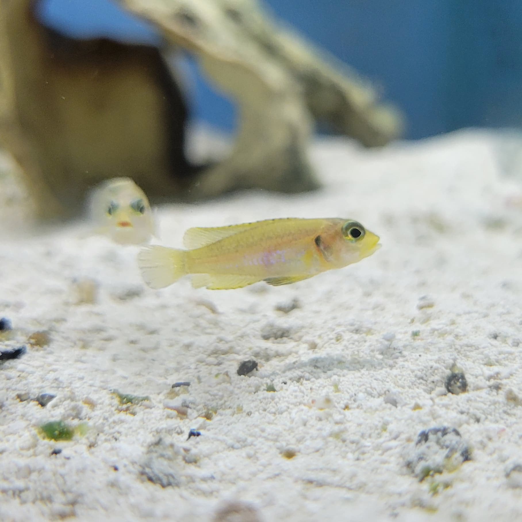 Forest Lake Pets – Minnesota’s Place for Tropical Fish