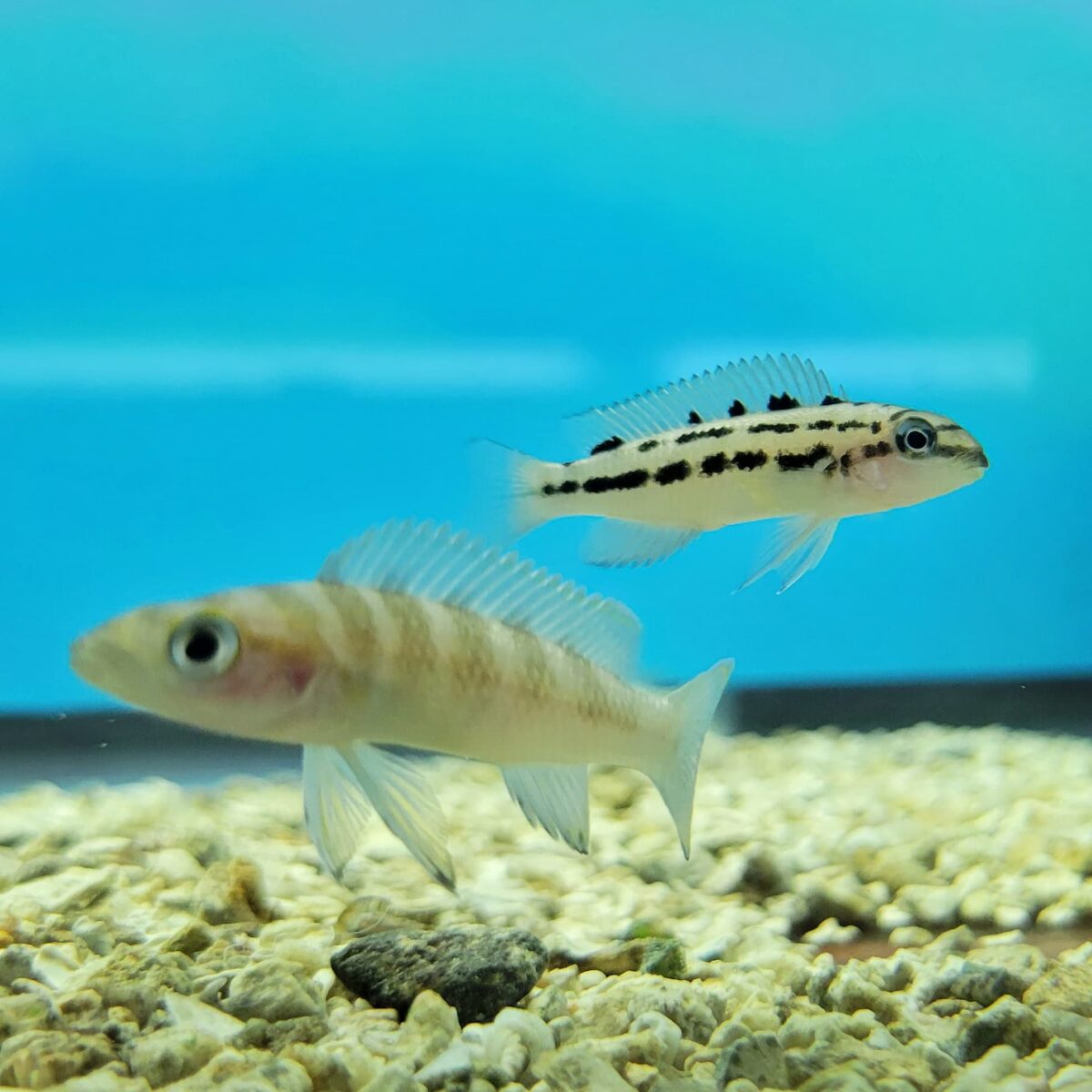Forest Lake Pets – Minnesota’s Place for Tropical Fish