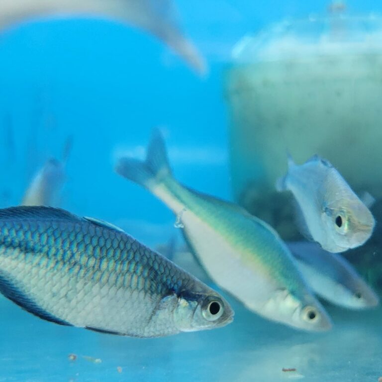 Forest Lake Pets – Minnesota’s Place for Tropical Fish