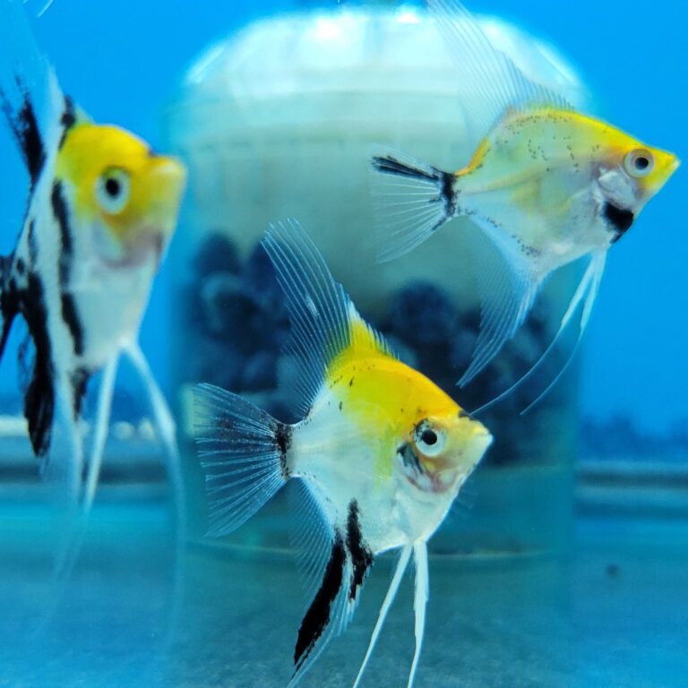 Forest Lake Pets – Minnesota’s Place for Tropical Fish