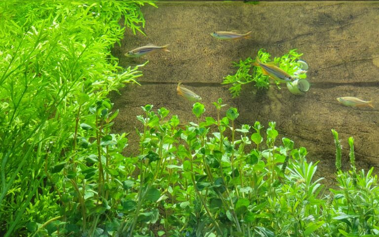 Forest Lake Pets – Minnesota’s Place for Tropical Fish