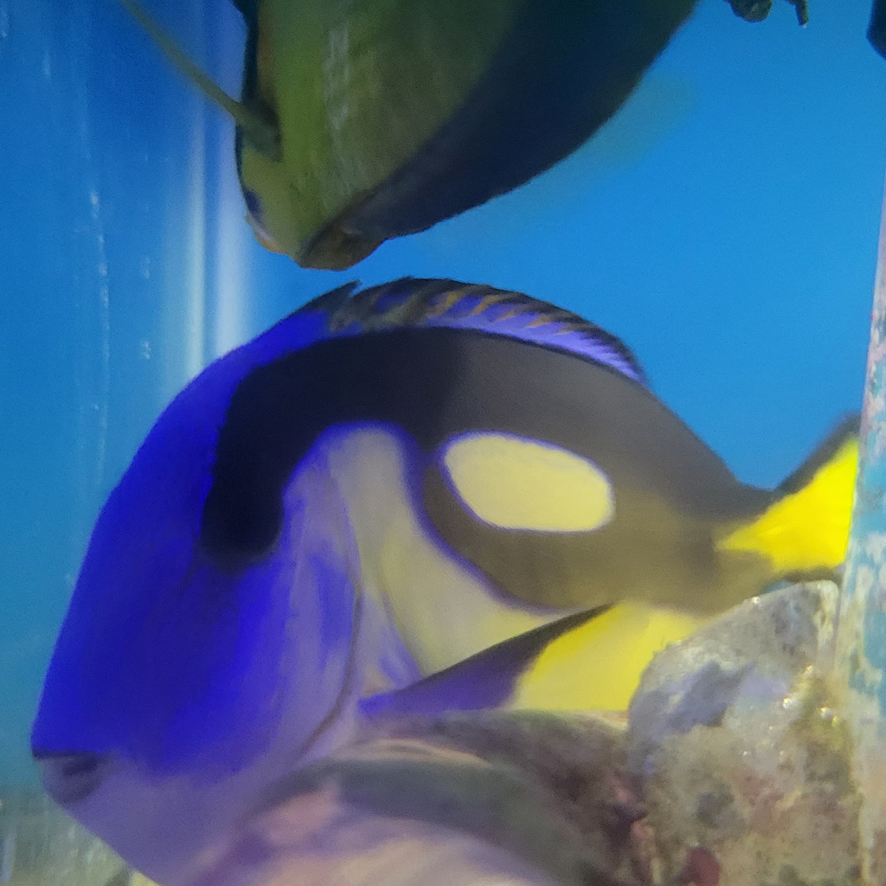 Forest Lake Pets – Minnesota’s Place for Tropical Fish