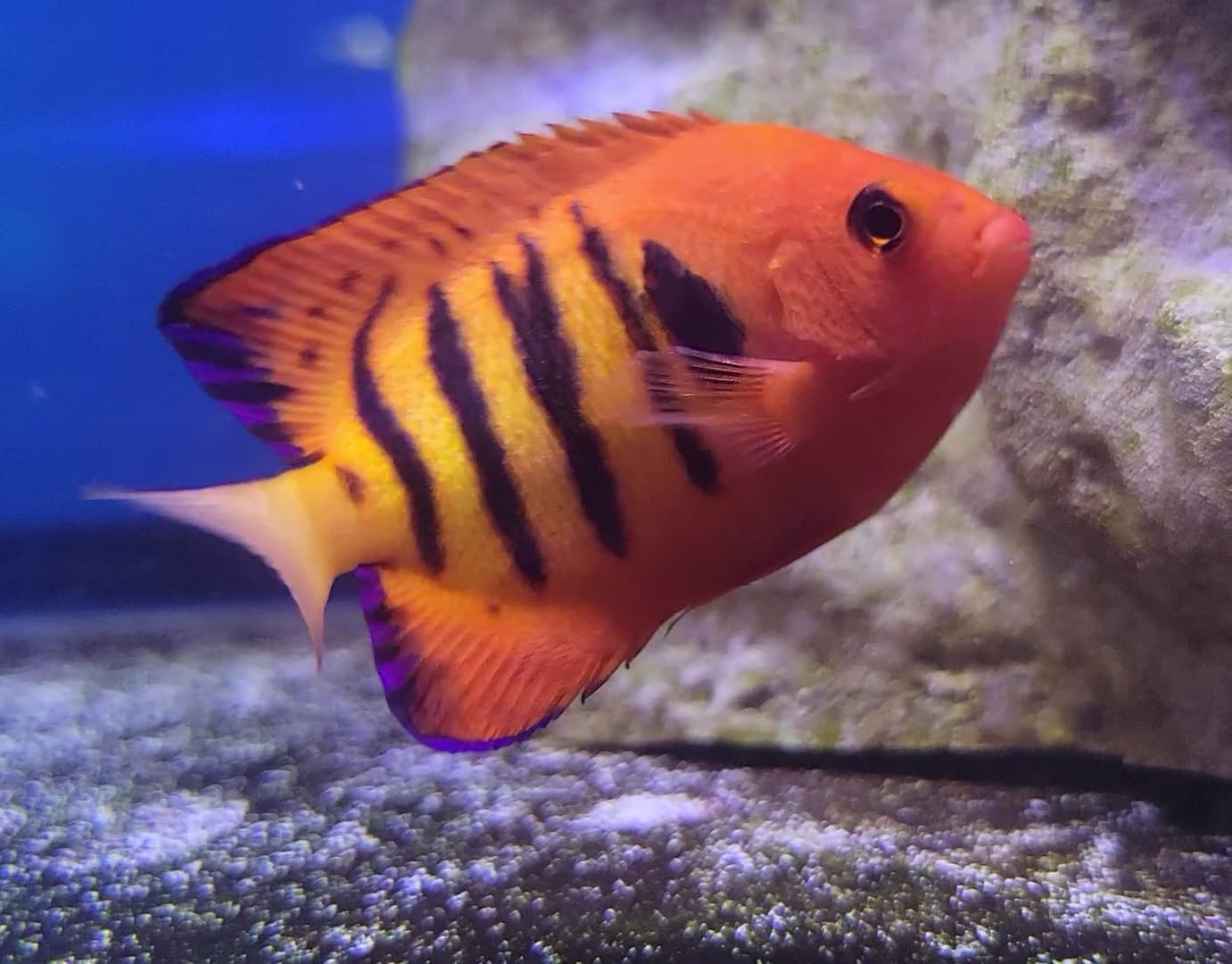 Forest Lake Pets – Minnesota’s Place for Tropical Fish