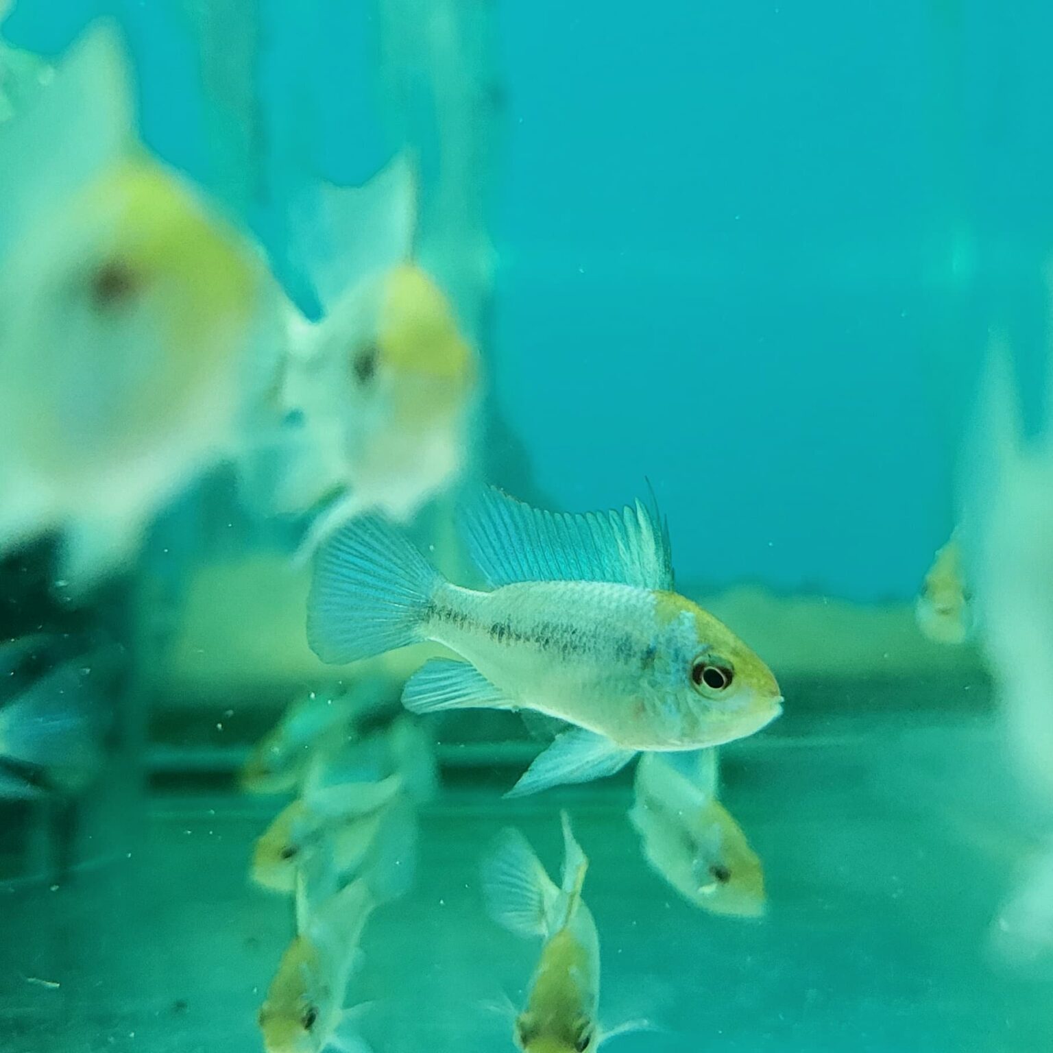 Forest Lake Pets – Minnesota’s Place for Tropical Fish