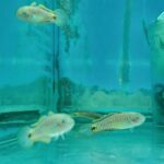 Forest Lake Pets – Minnesota’s Place for Tropical Fish