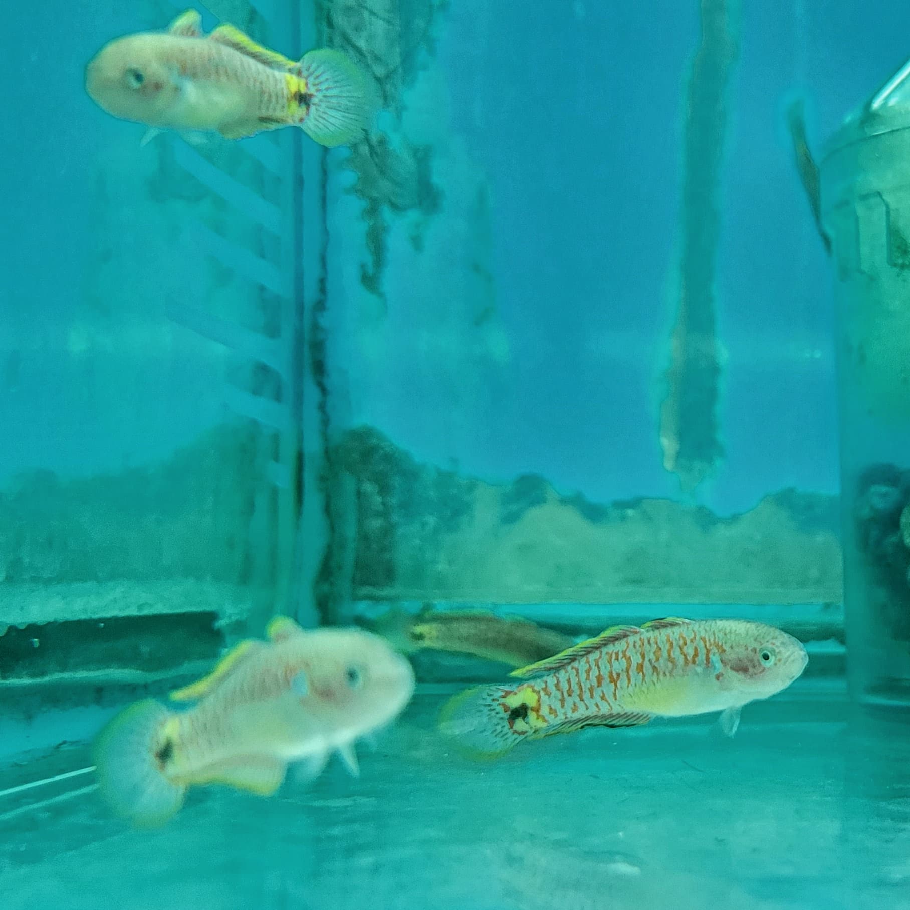 Forest Lake Pets – Minnesota’s Place for Tropical Fish