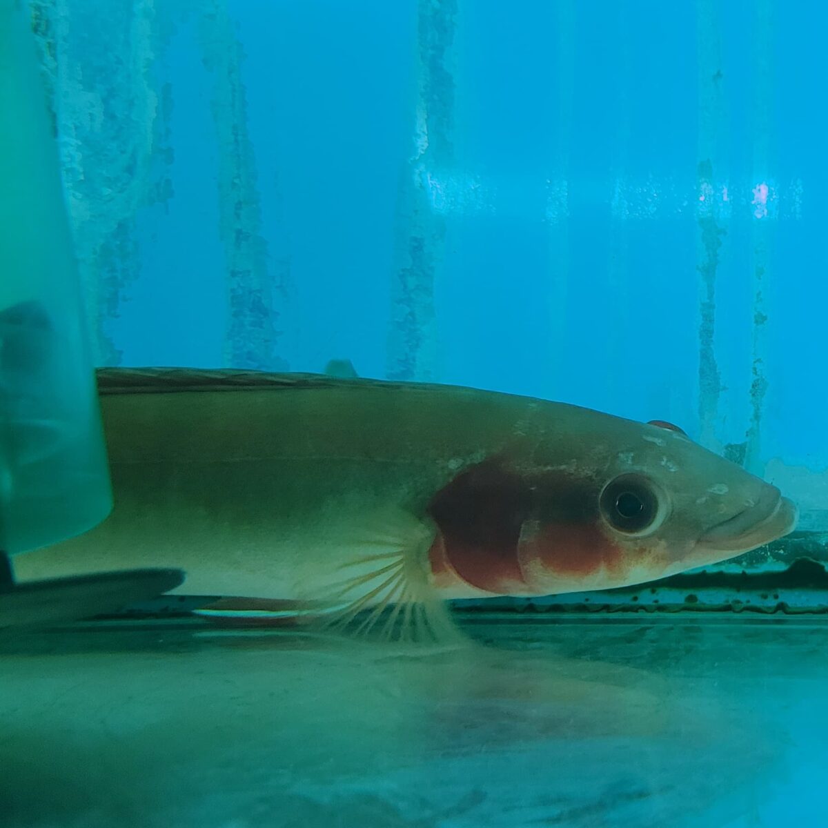 Forest Lake Pets – Minnesota’s Place for Tropical Fish