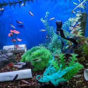 Forest Lake Pets – Minnesota’s Place for Tropical Fish