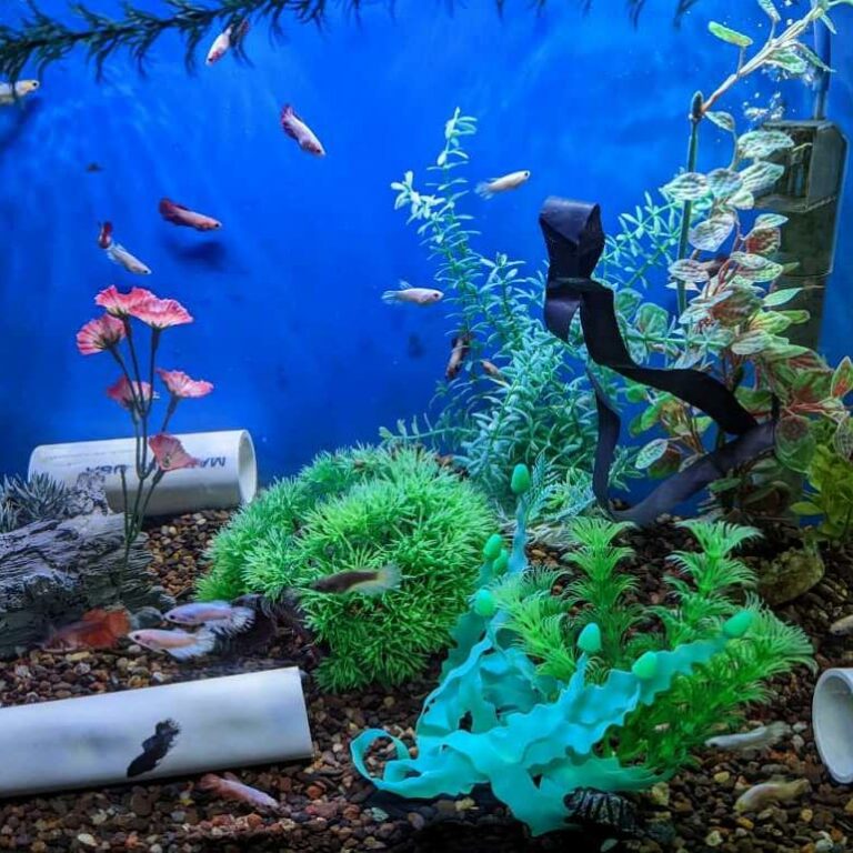 Forest Lake Pets – Minnesota’s Place for Tropical Fish
