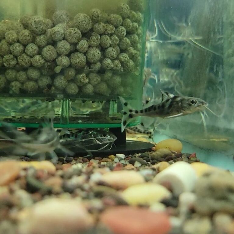 Forest Lake Pets – Minnesota’s Place for Tropical Fish