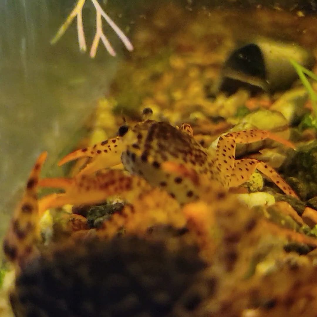 Forest Lake Pets – Minnesota’s Place for Tropical Fish