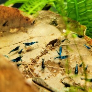 Forest Lake Pets – Minnesota’s Place for Tropical Fish