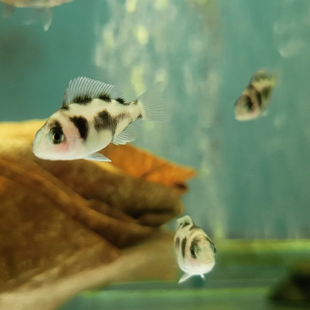 Forest Lake Pets – Minnesota’s Place for Tropical Fish