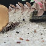 Forest Lake Pets – Minnesota’s Place for Tropical Fish