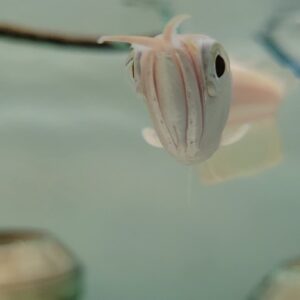 Forest Lake Pets – Minnesota’s Place for Tropical Fish