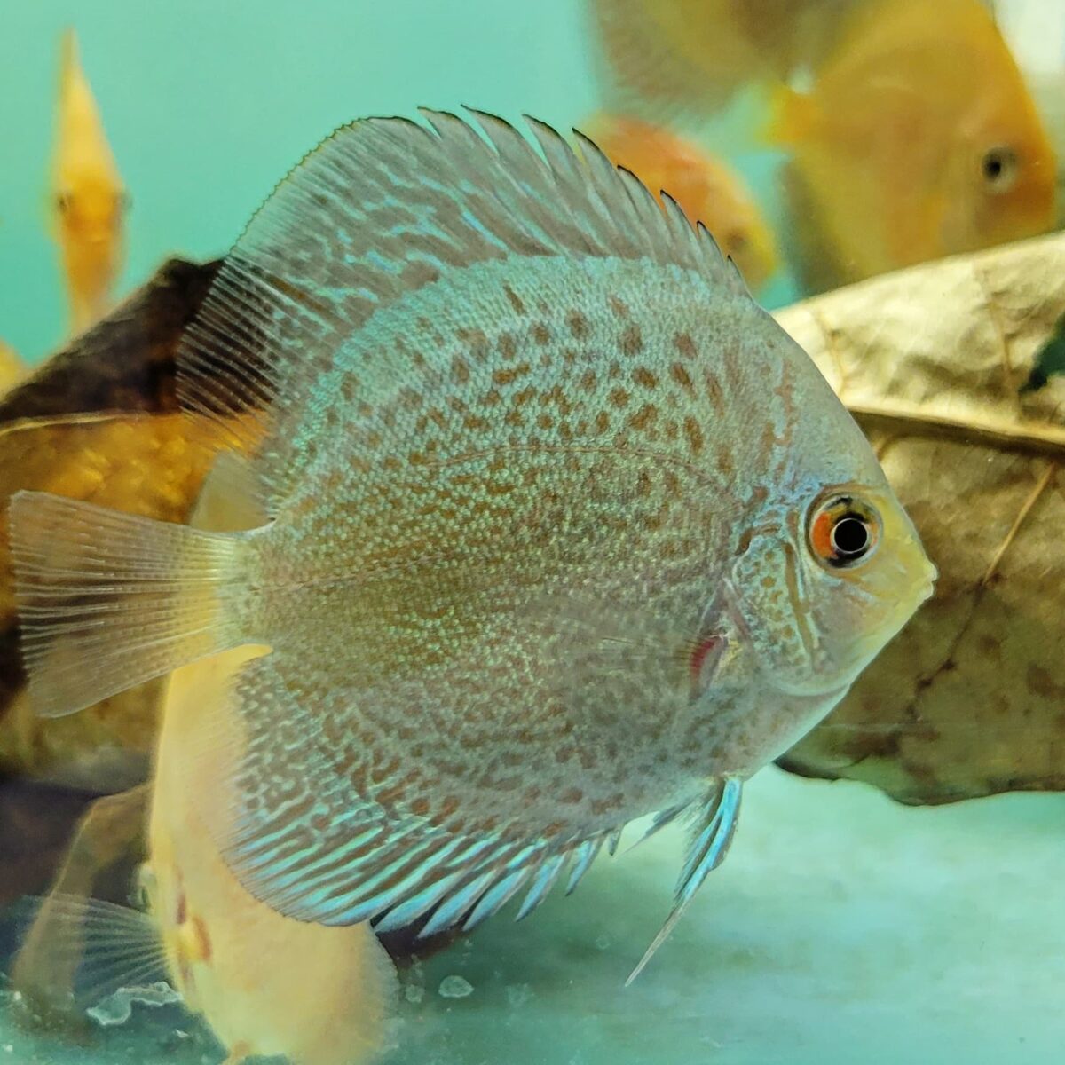 Forest Lake Pets – Minnesota’s Place for Tropical Fish