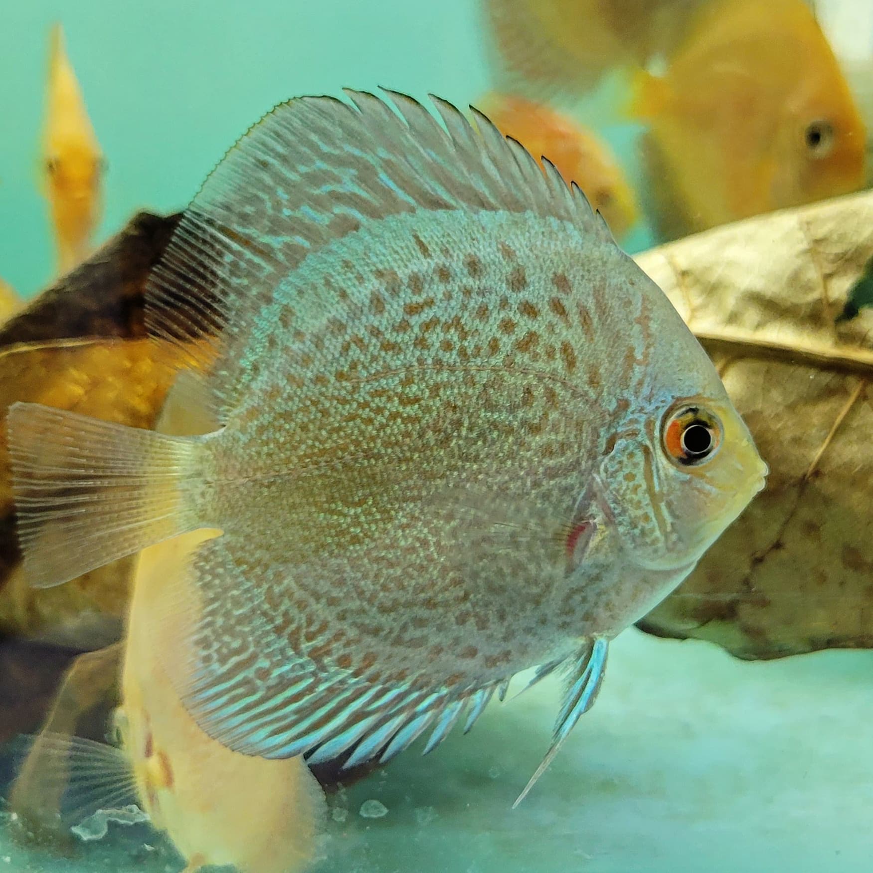 Forest Lake Pets – Minnesota’s Place for Tropical Fish