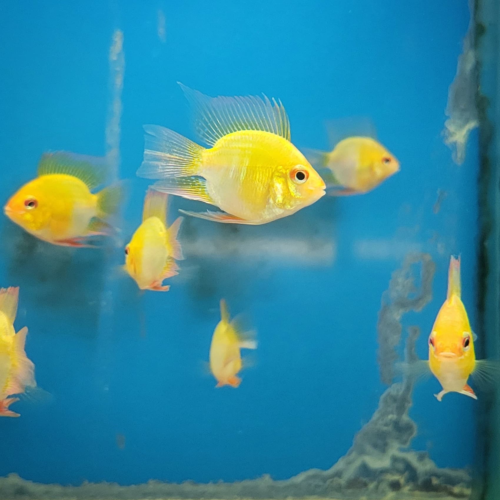 Forest Lake Pets – Minnesota’s Place for Tropical Fish