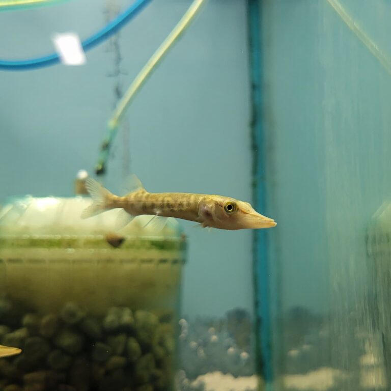 Forest Lake Pets – Minnesota’s Place for Tropical Fish