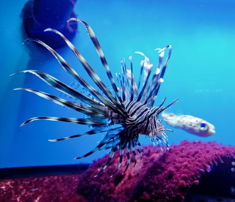 Forest Lake Pets – Minnesota’s Place for Tropical Fish