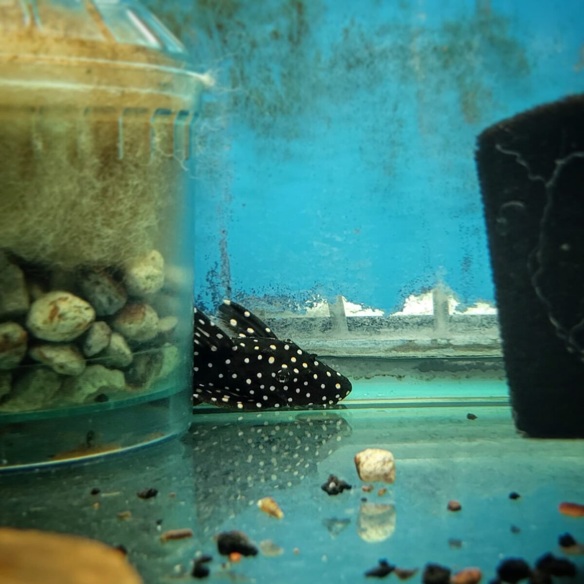 Forest Lake Pets – Minnesota’s Place for Tropical Fish