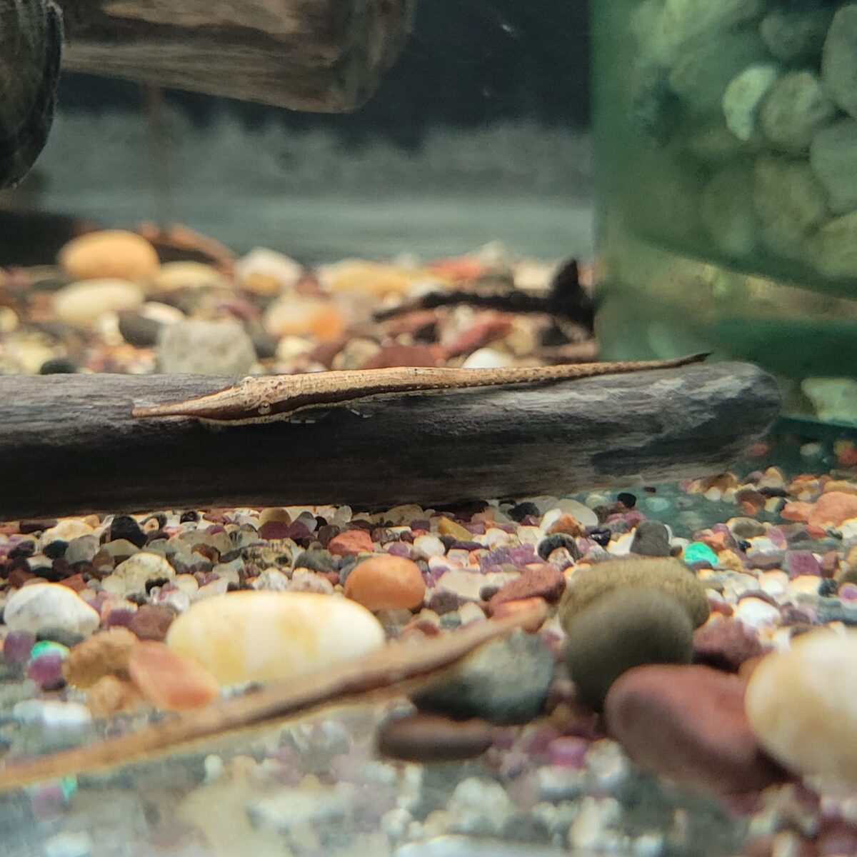 Forest Lake Pets – Minnesota’s Place for Tropical Fish