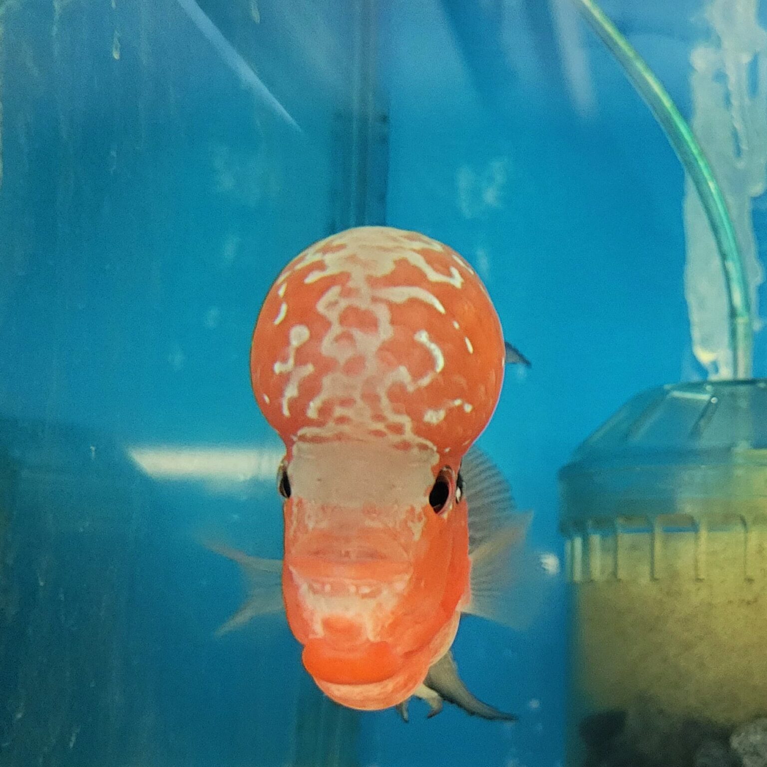 Forest Lake Pets – Minnesota’s Place for Tropical Fish